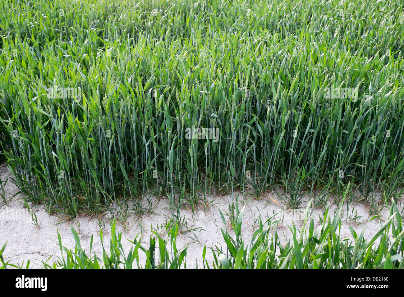 Corn Growing in Field Stock Photo - Alamy