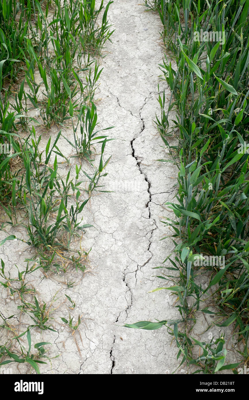Corn Growing in Field Stock Photo - Alamy
