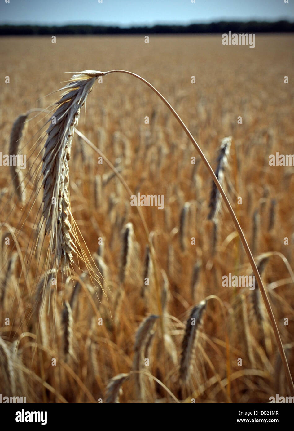 A corn field is pictured in the afternoon sun in Baruth/Mark, Germany ...