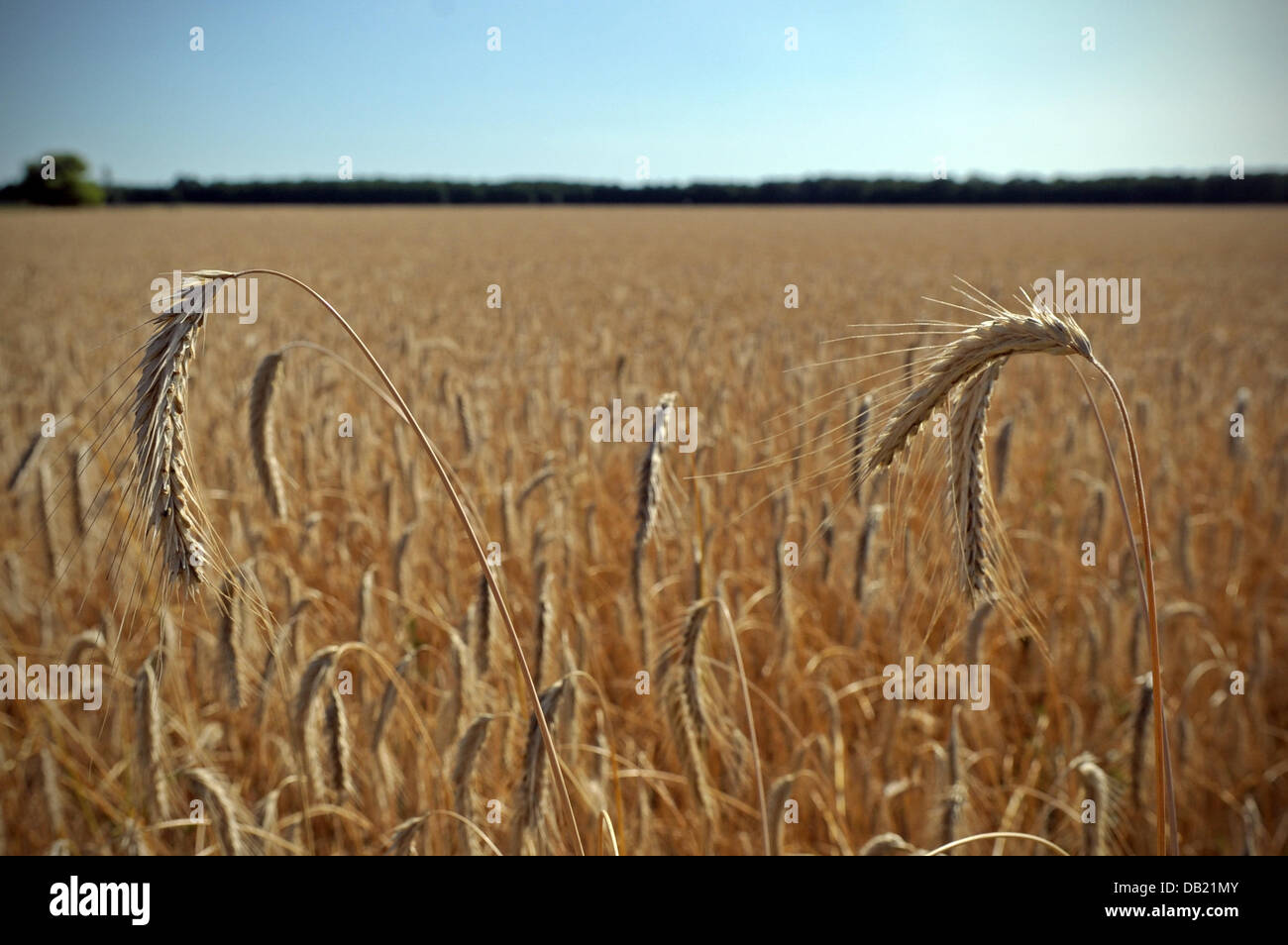 A corn field is pictured in the afternoon sun in Baruth/Mark, Germany ...