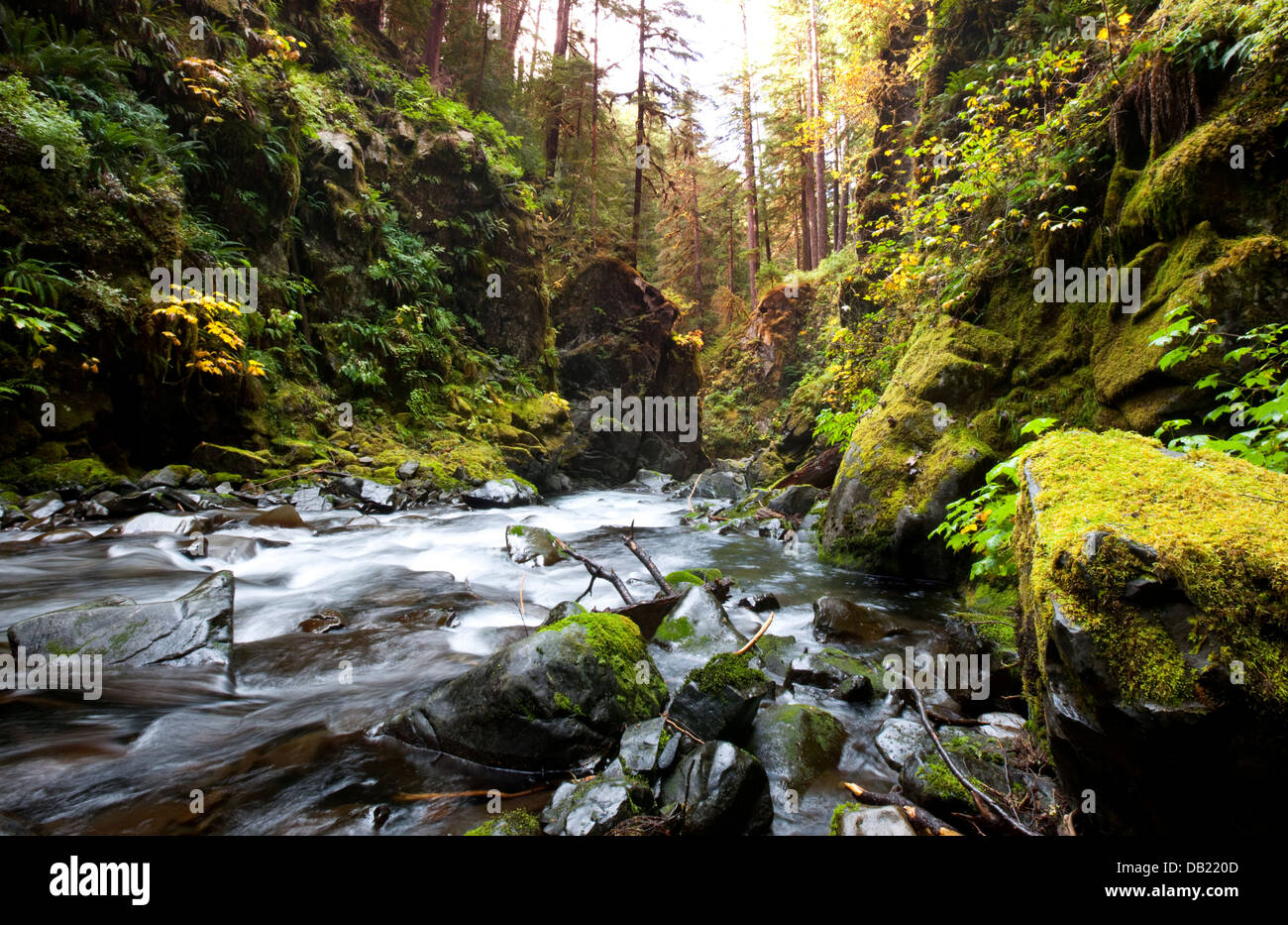 Creek in forest Stock Photo - Alamy