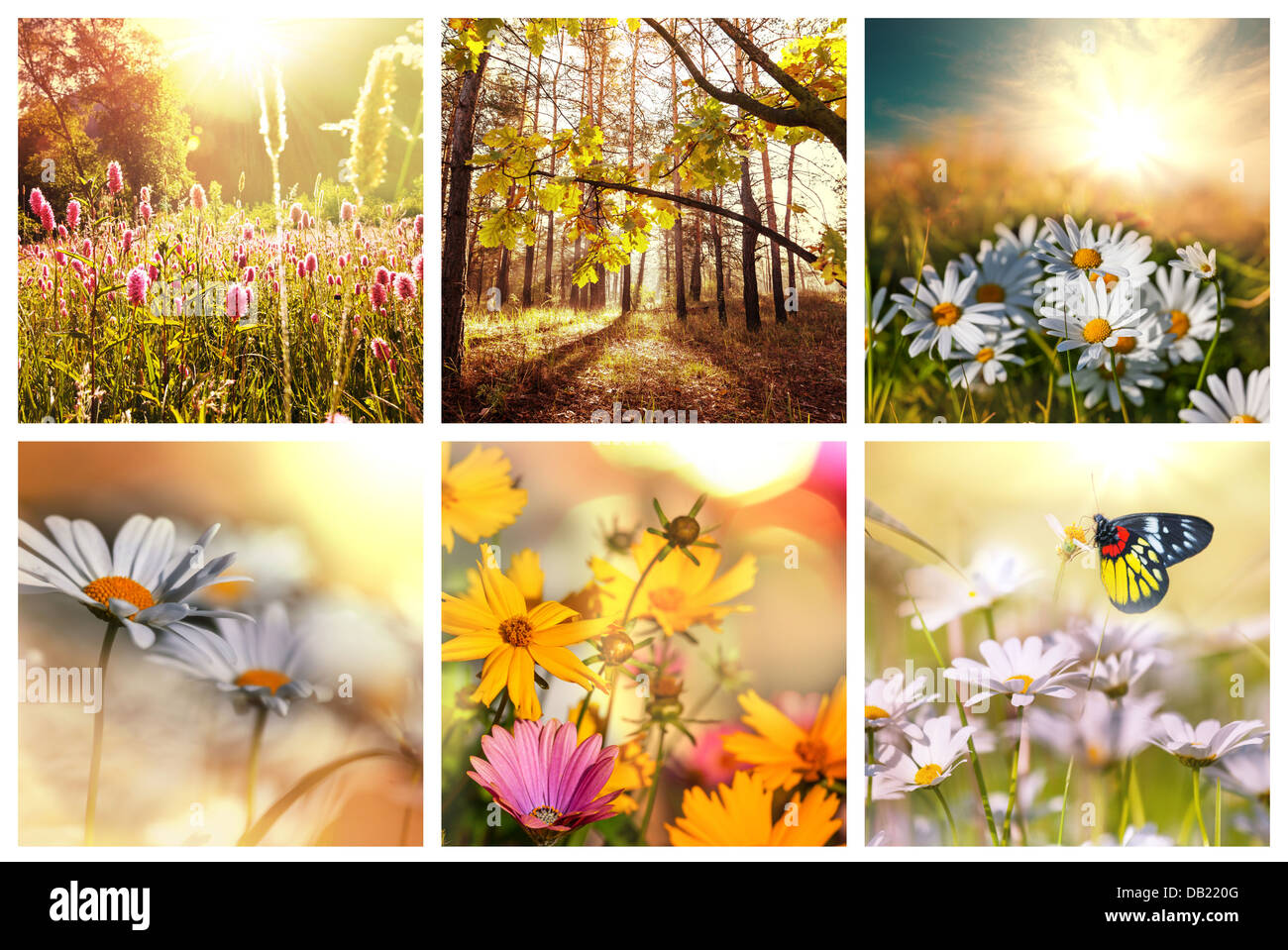 Hawaii flower collage hi-res stock photography and images - Alamy
