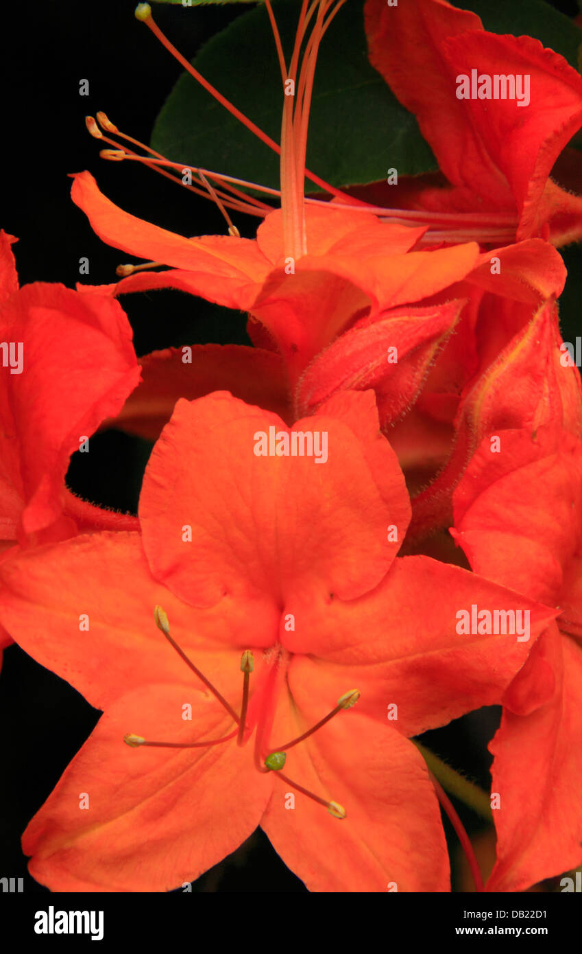 Blue azalea hi-res stock photography and images - Alamy