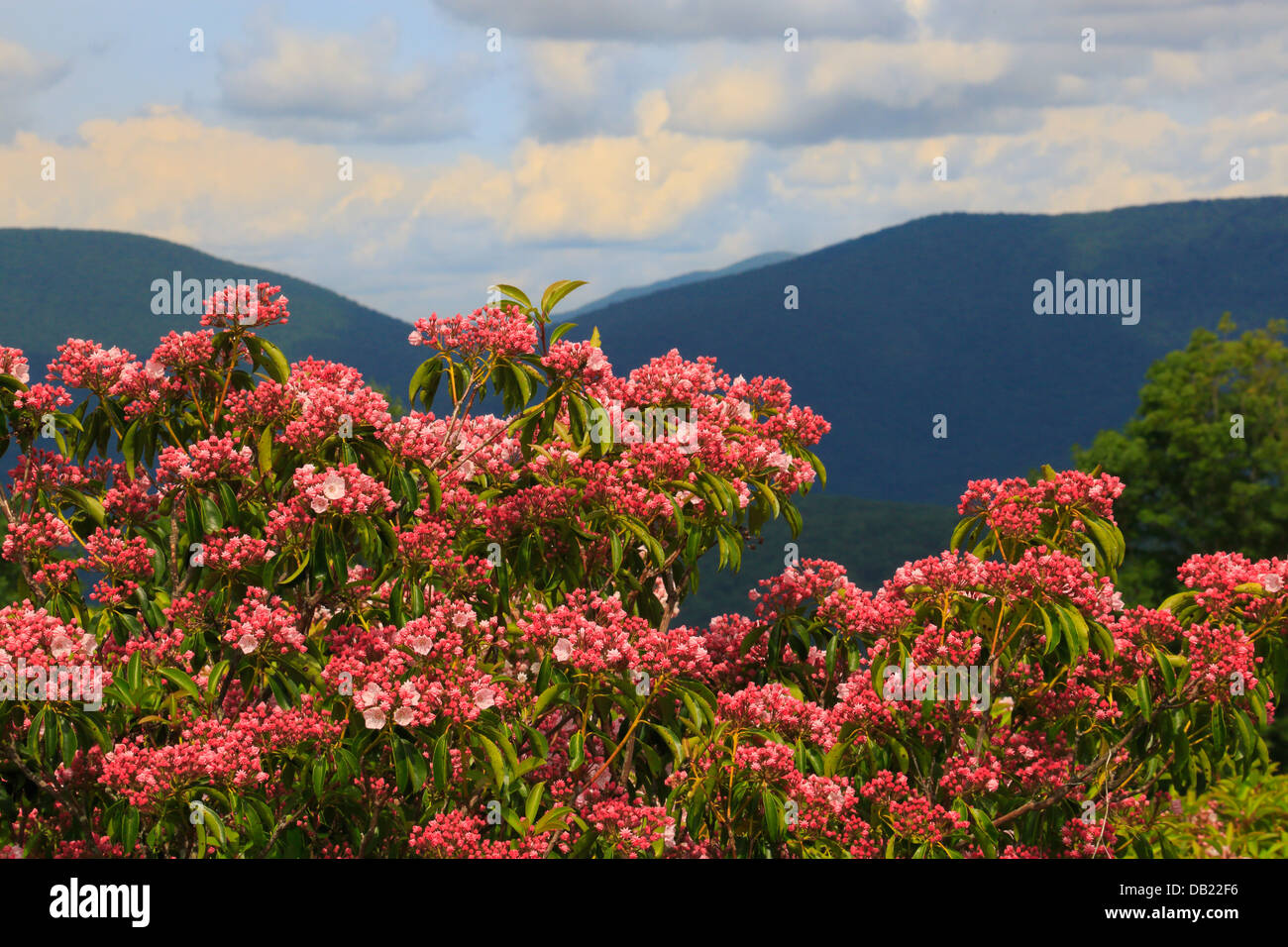 Mountain laurel blue ridge parkway hi-res stock photography and images ...
