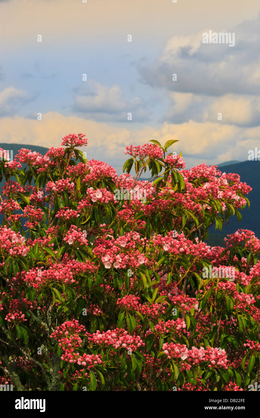 Mountain laurel blue ridge parkway hi-res stock photography and images ...