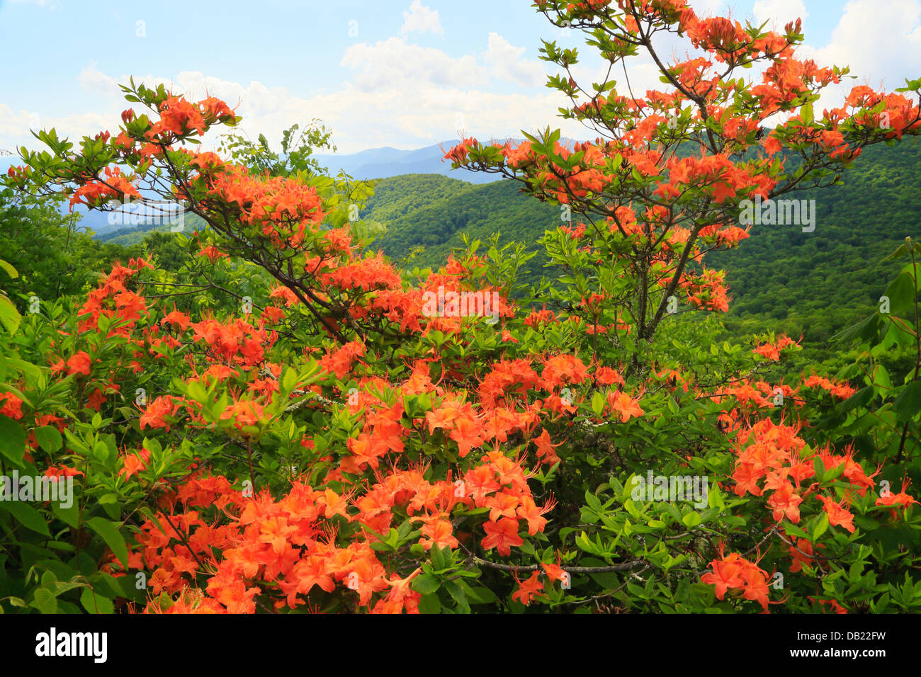 Flame Azalea Bloom, Near Waterrock Knob, Blue Ridge Parkway, North ...