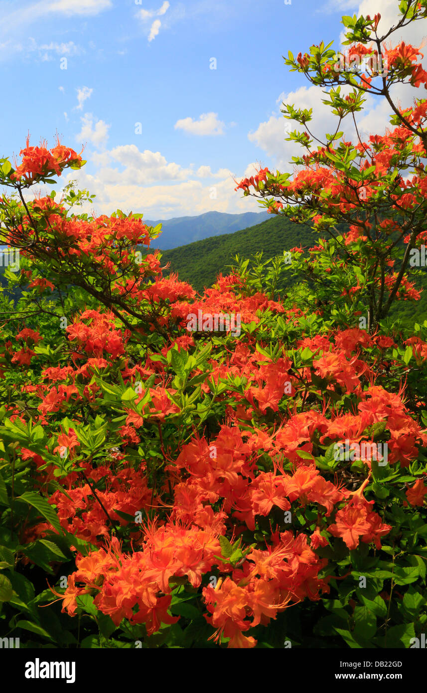 Flame Azalea Bloom, Near Waterrock Knob, Blue Ridge Parkway, North ...