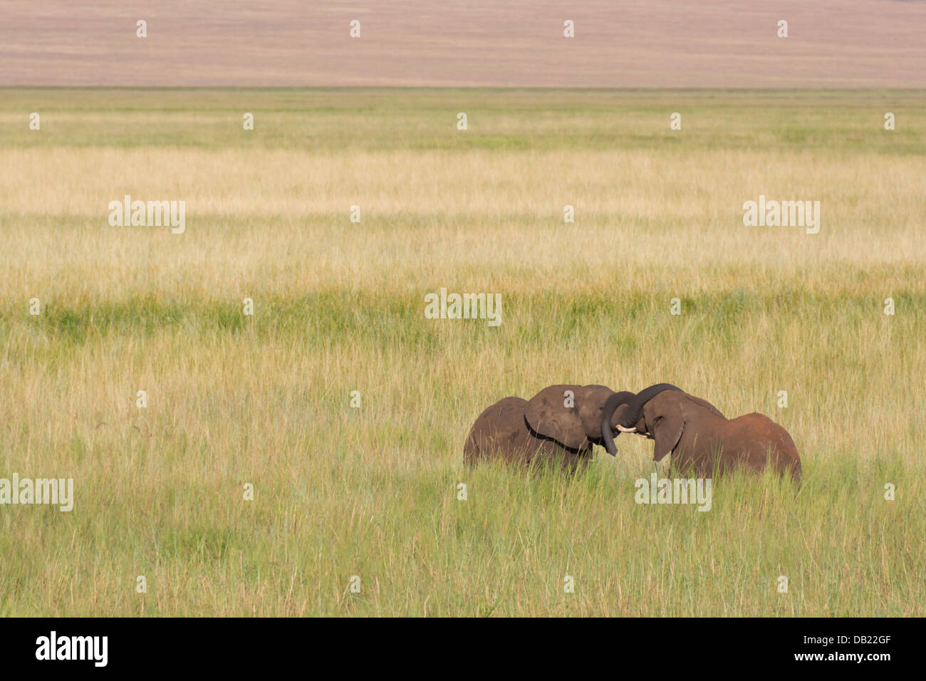 Two adolescent African elephants interacting in the marsh. Taken in ...