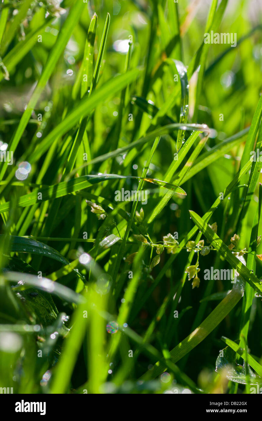 Fresh morning wet green nature hi-res stock photography and images - Alamy
