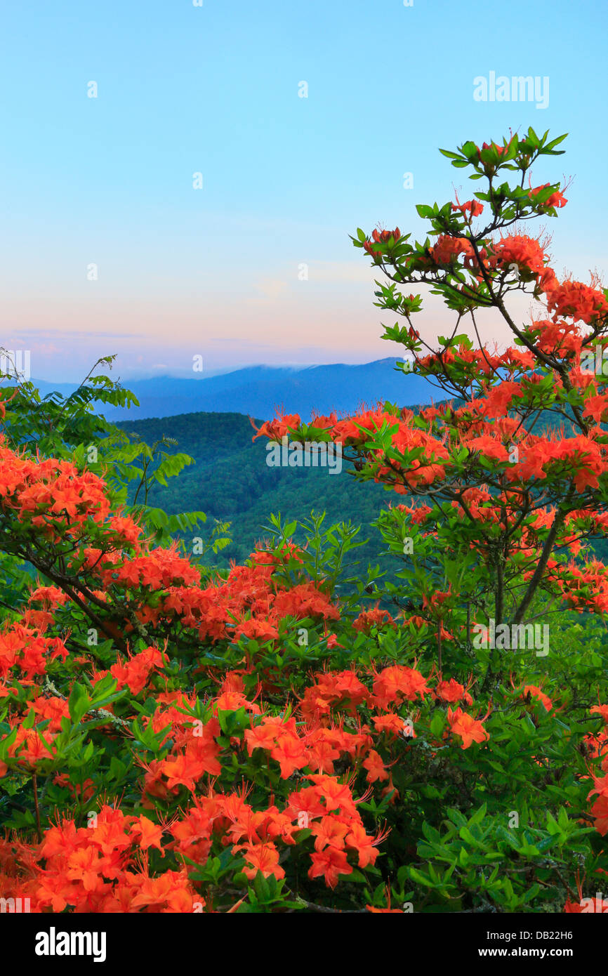 Flame Azalea Bloom, Near Waterrock Knob, Blue Ridge Parkway, North ...