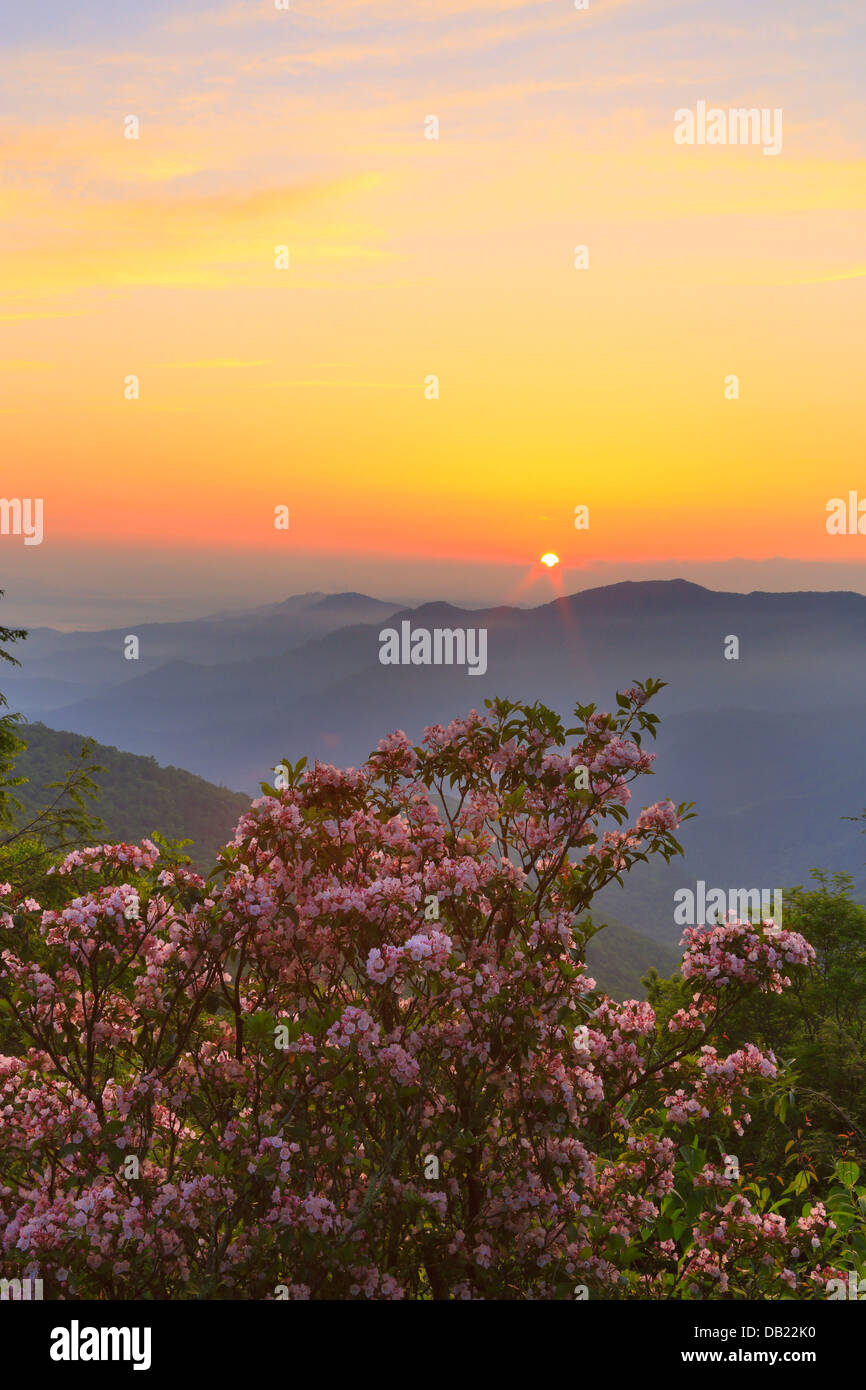 Mountain laurel blue ridge parkway hi-res stock photography and images ...
