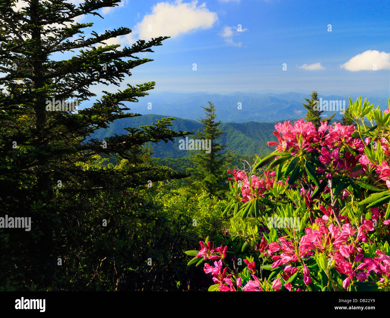 Rhododendron, Andrews Bald, Great Smoky Mountains National Park, North ...