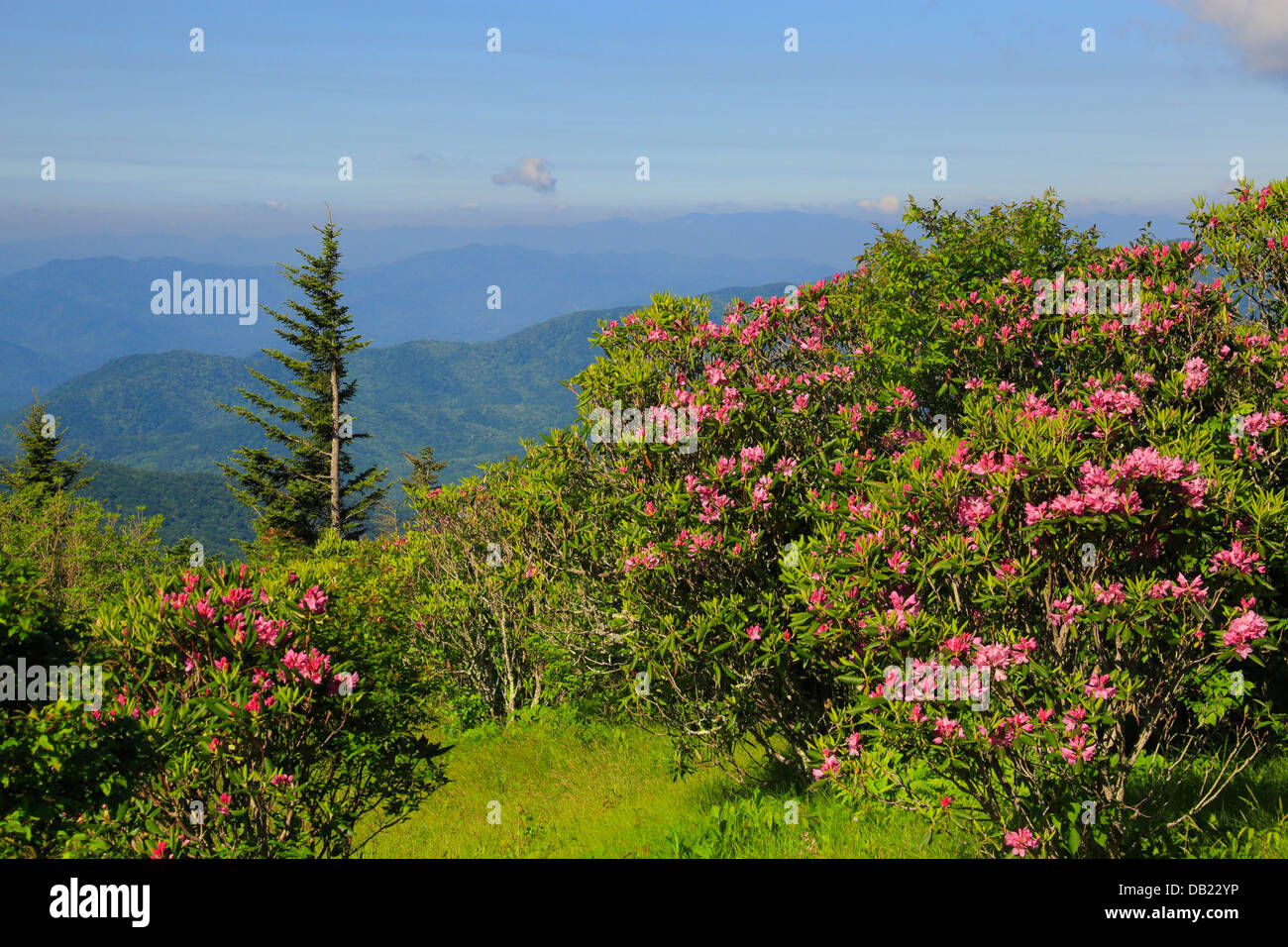 Rhododendron, Andrews Bald, Great Smoky Mountains National Park, North ...