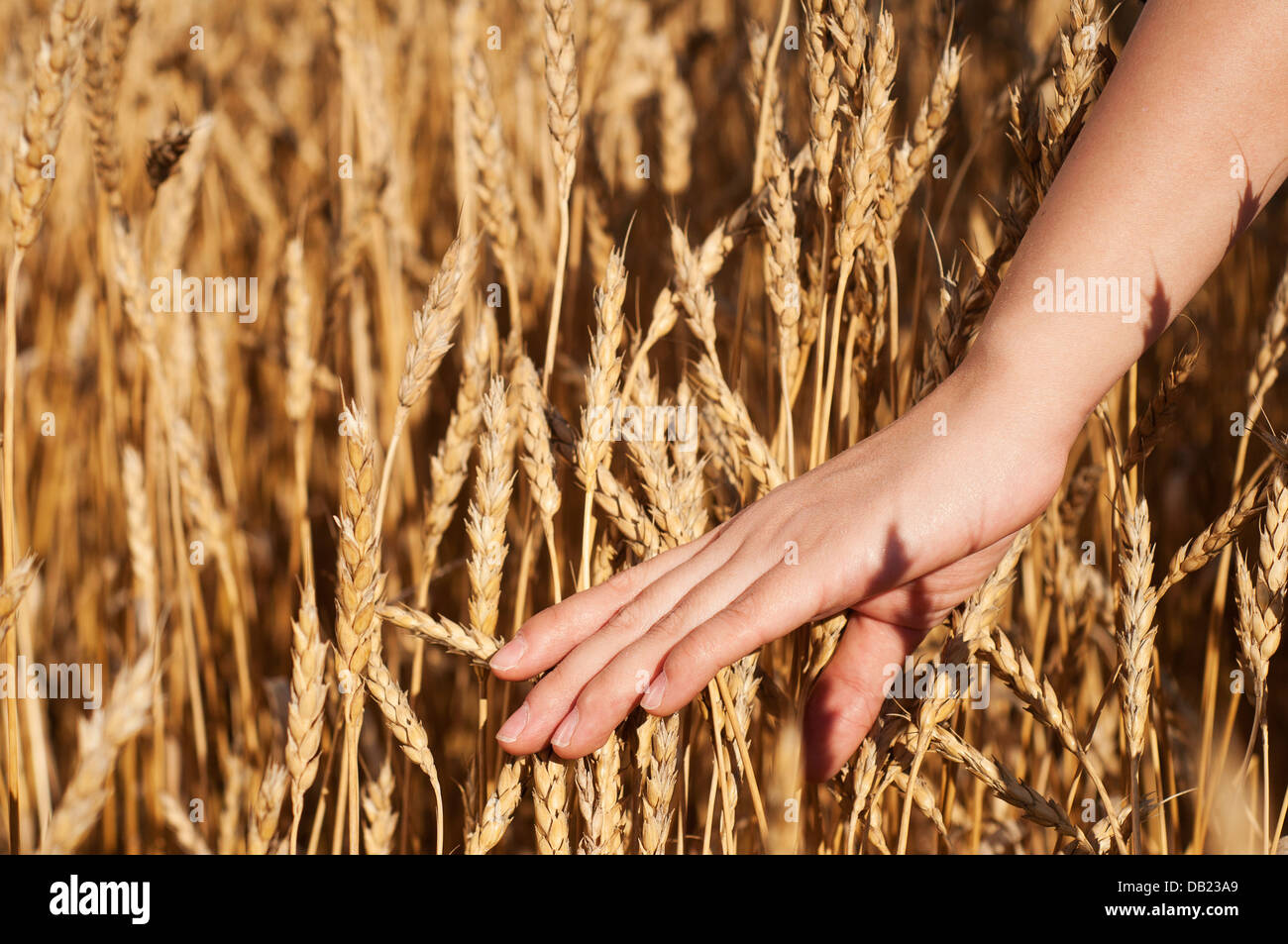 woman's hand stroking the stems of wheat Stock Photo - Alamy