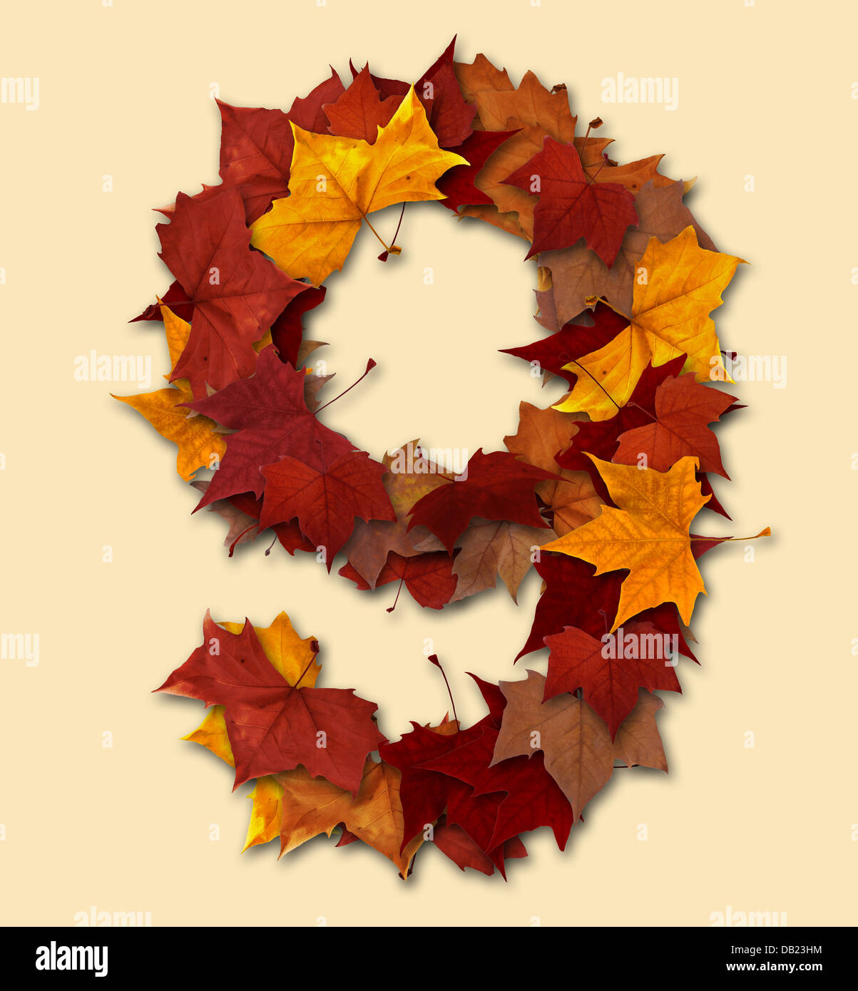 Number nine multicolored fall leaf composition isolated Stock Photo - Alamy