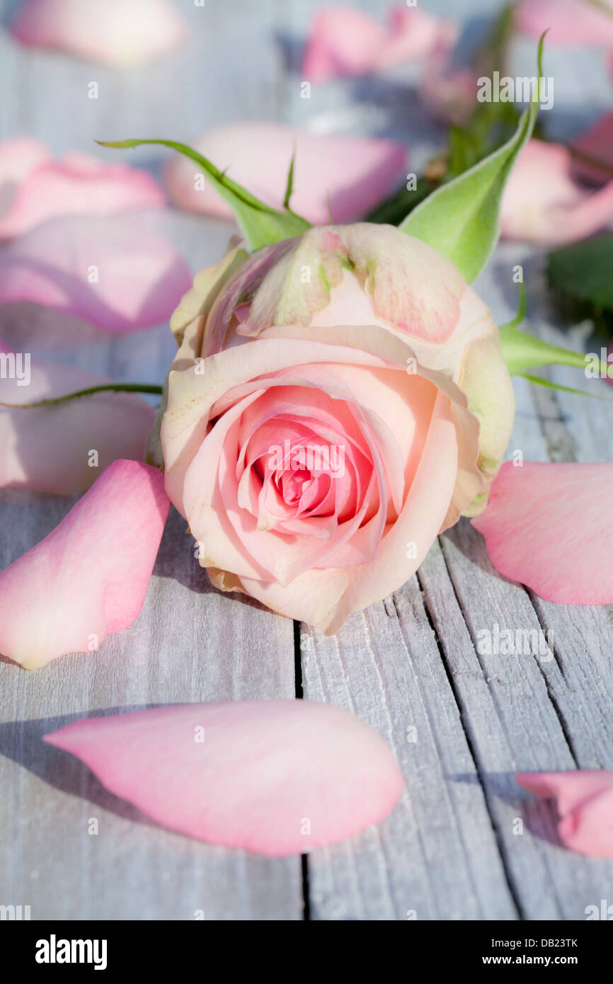 pink rose petals Stock Photo - Alamy