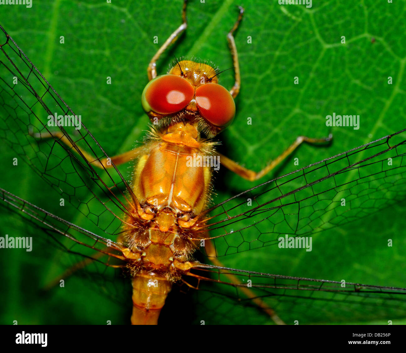 Dragonfly head closeup hi-res stock photography and images - Alamy