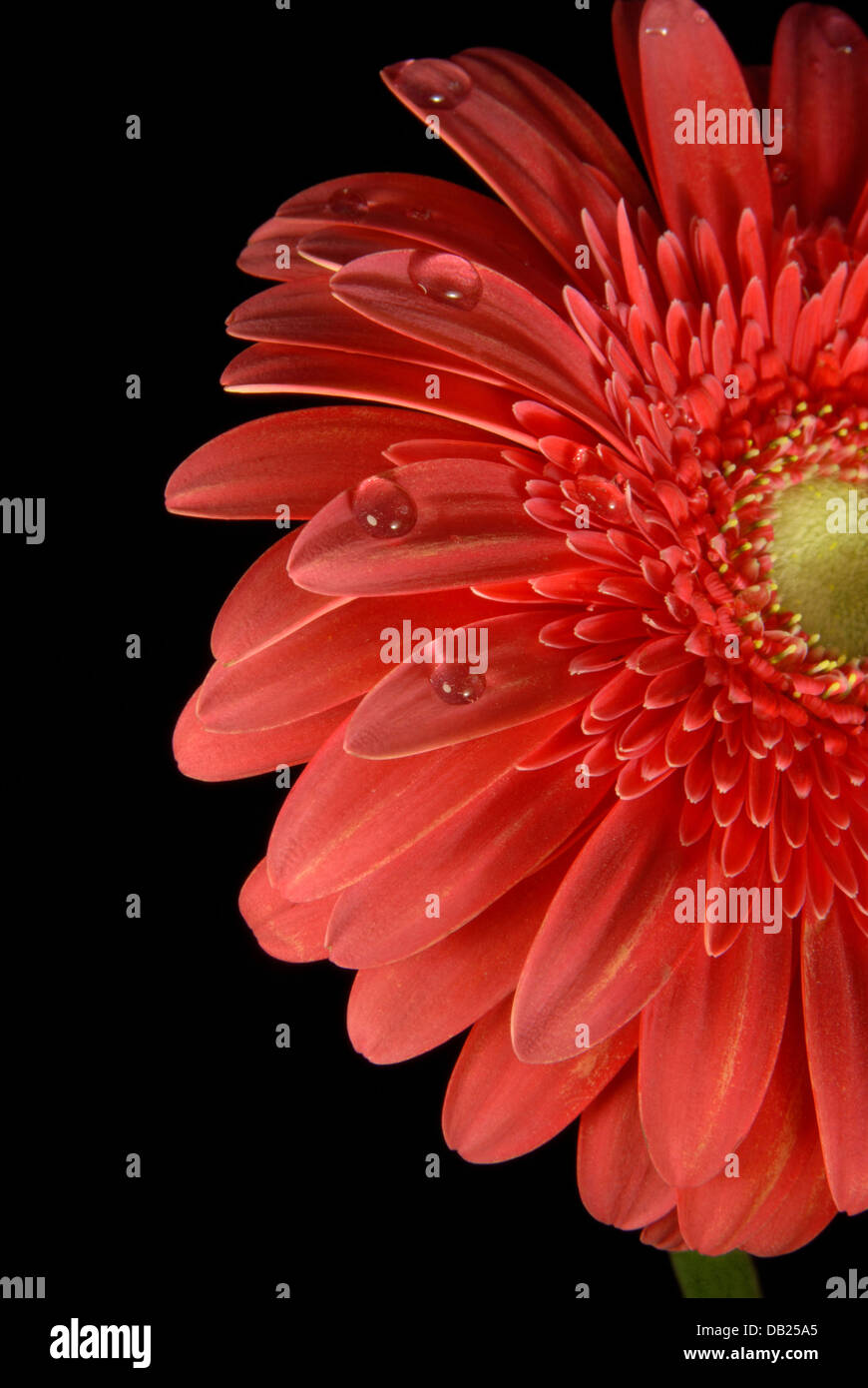 Spring time red flower with water drops background Stock Photo - Alamy