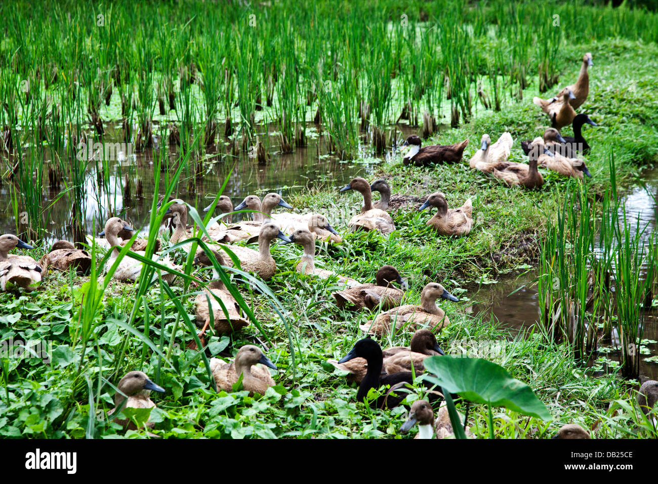 Ducks In Rice Field Stock Photos & Ducks In Rice Field Stock Images - Alamy