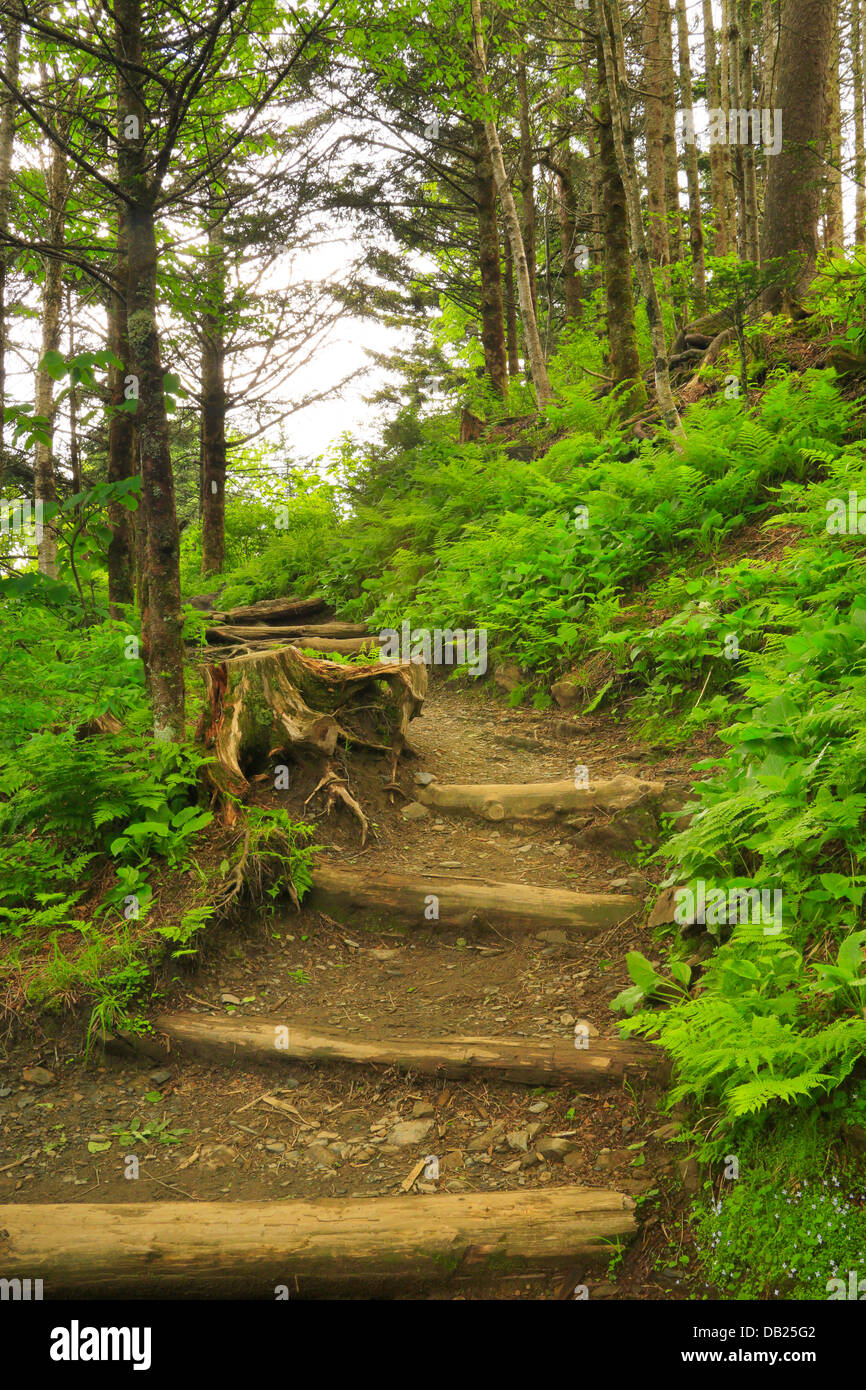 Near Icewater Spring Shelter, Charlie's Bunion Trail, Great Smoky ...