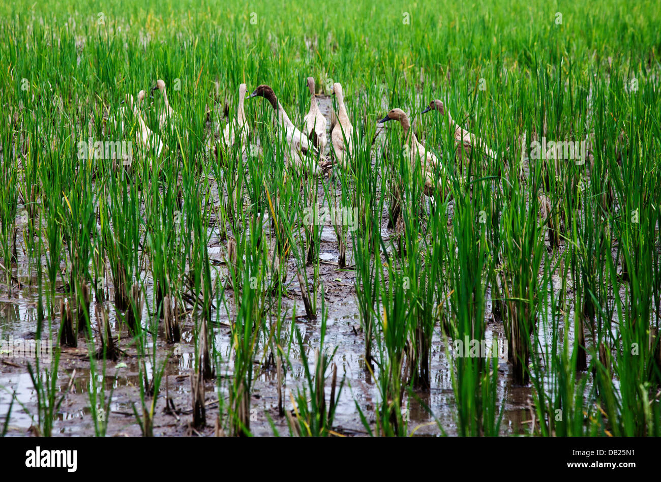Rice paddy with ducks in Ubud, Bali Stock Photo - Alamy