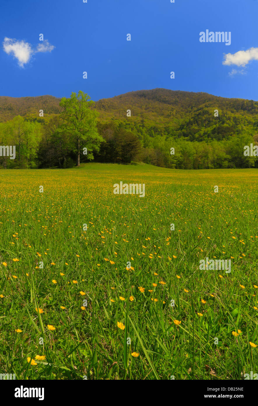 Meadow, Cades Cove, Great Smoky Mountains National Park, Tennessee, USA ...