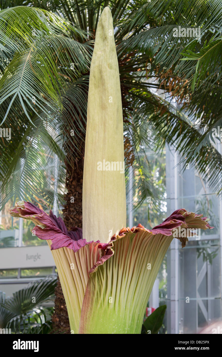 Amorphophallus titanum known titan hi-res stock photography and images ...