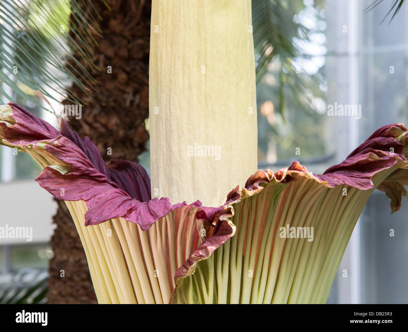 Alamy flower photo hi-res stock photography and images - Alamy