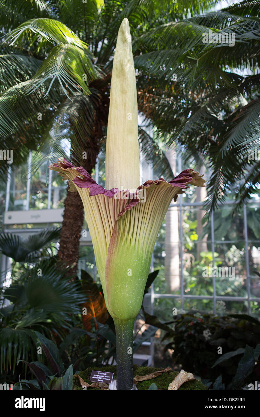 Amorphophallus titanum hi-res stock photography and images - Alamy
