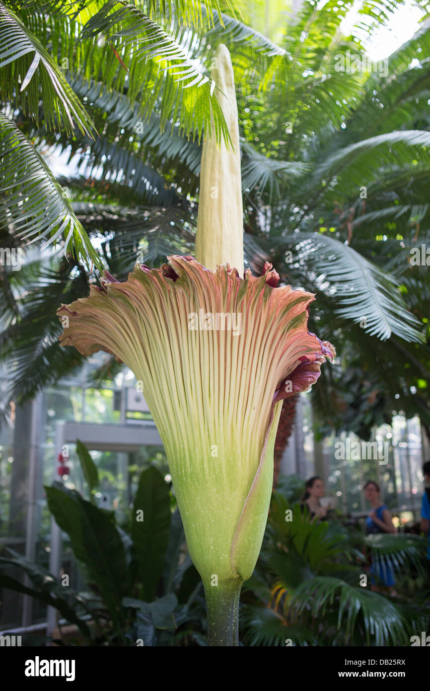 Amorphophallus blooms hi-res stock photography and images - Alamy