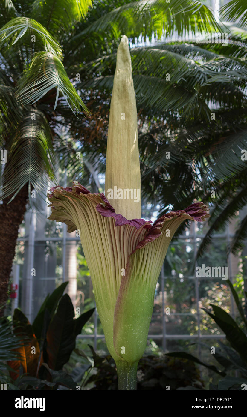 Amorphophallus titanum hi-res stock photography and images - Alamy