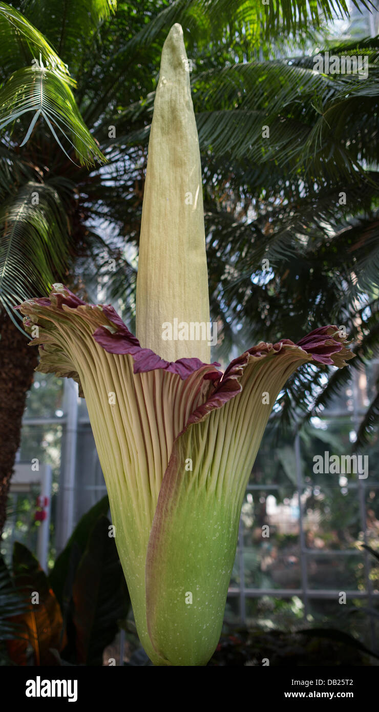 Amorphophallus titanum flower blooms in hi-res stock photography and ...