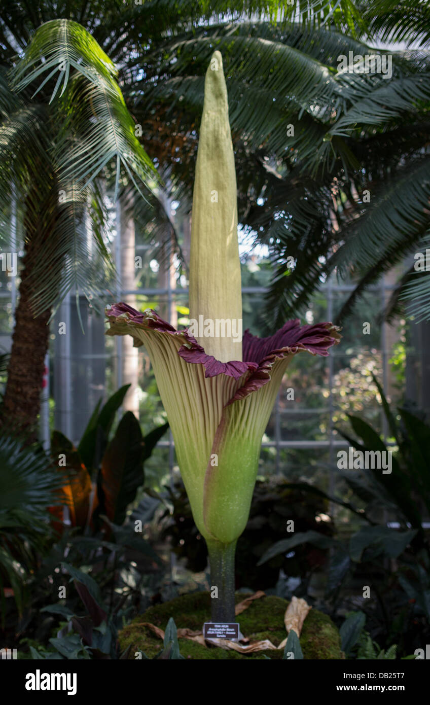 Amorphophallus titanum flower blooms in hi-res stock photography and ...