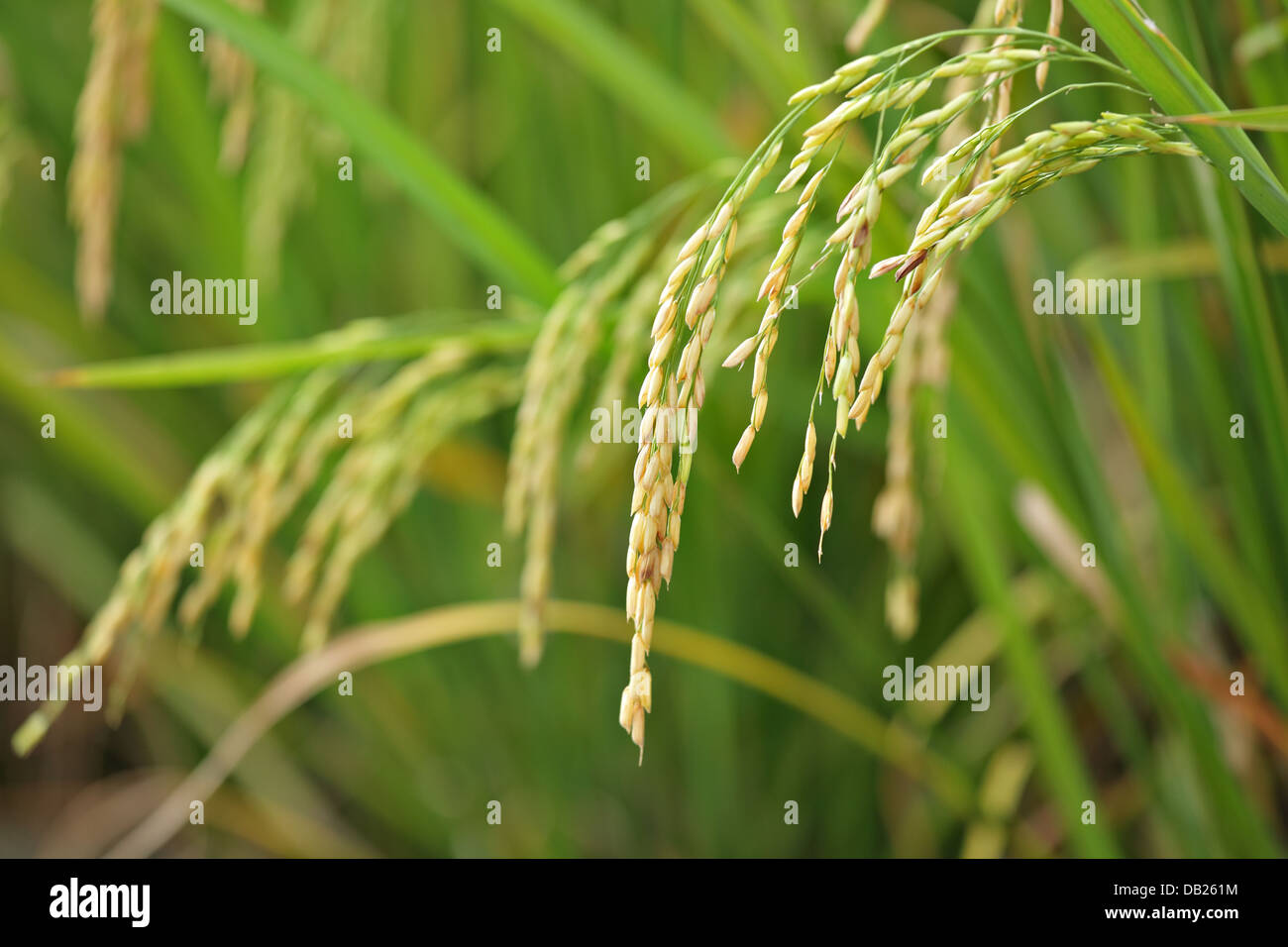 paddy rice field Stock Photo - Alamy