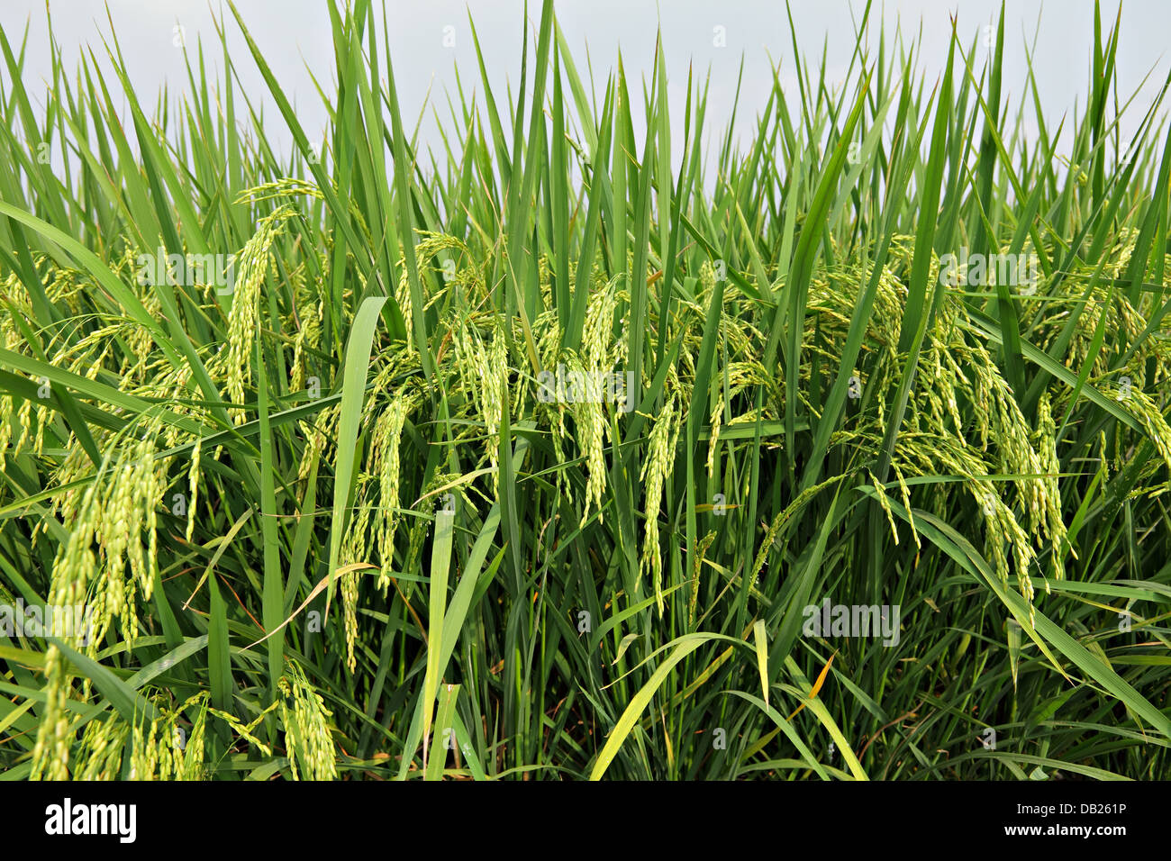 paddy rice field Stock Photo - Alamy