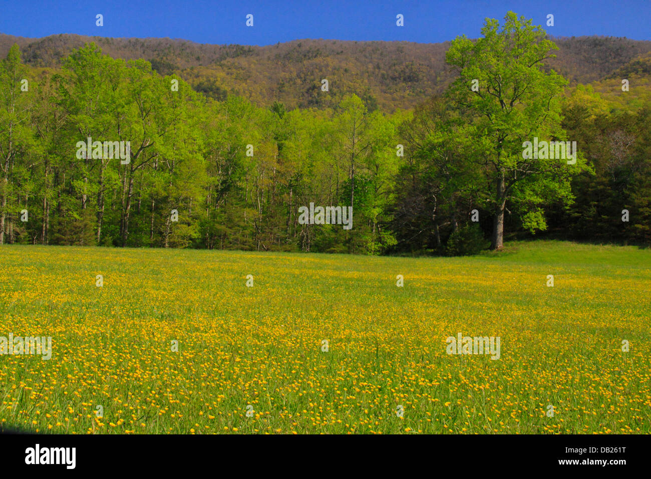 Meadow, Cades Cove, Great Smoky Mountains National Park, Tennessee, USA ...