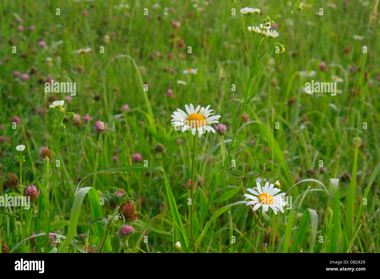 Meadow at Sunrise, Cades Cove, Great Smoky Mountains National Park ...