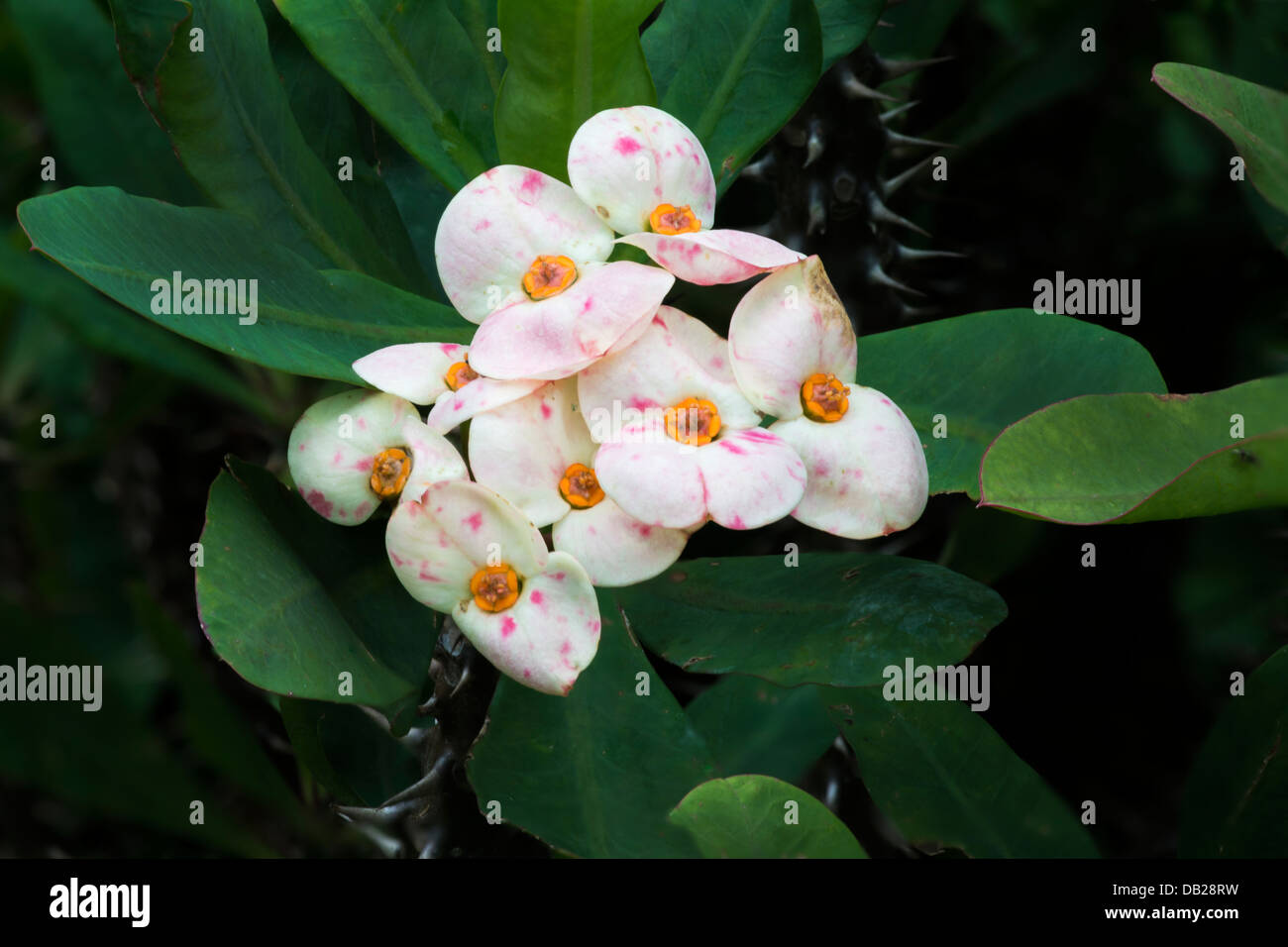 Mexican cactus plant hi-res stock photography and images - Alamy
