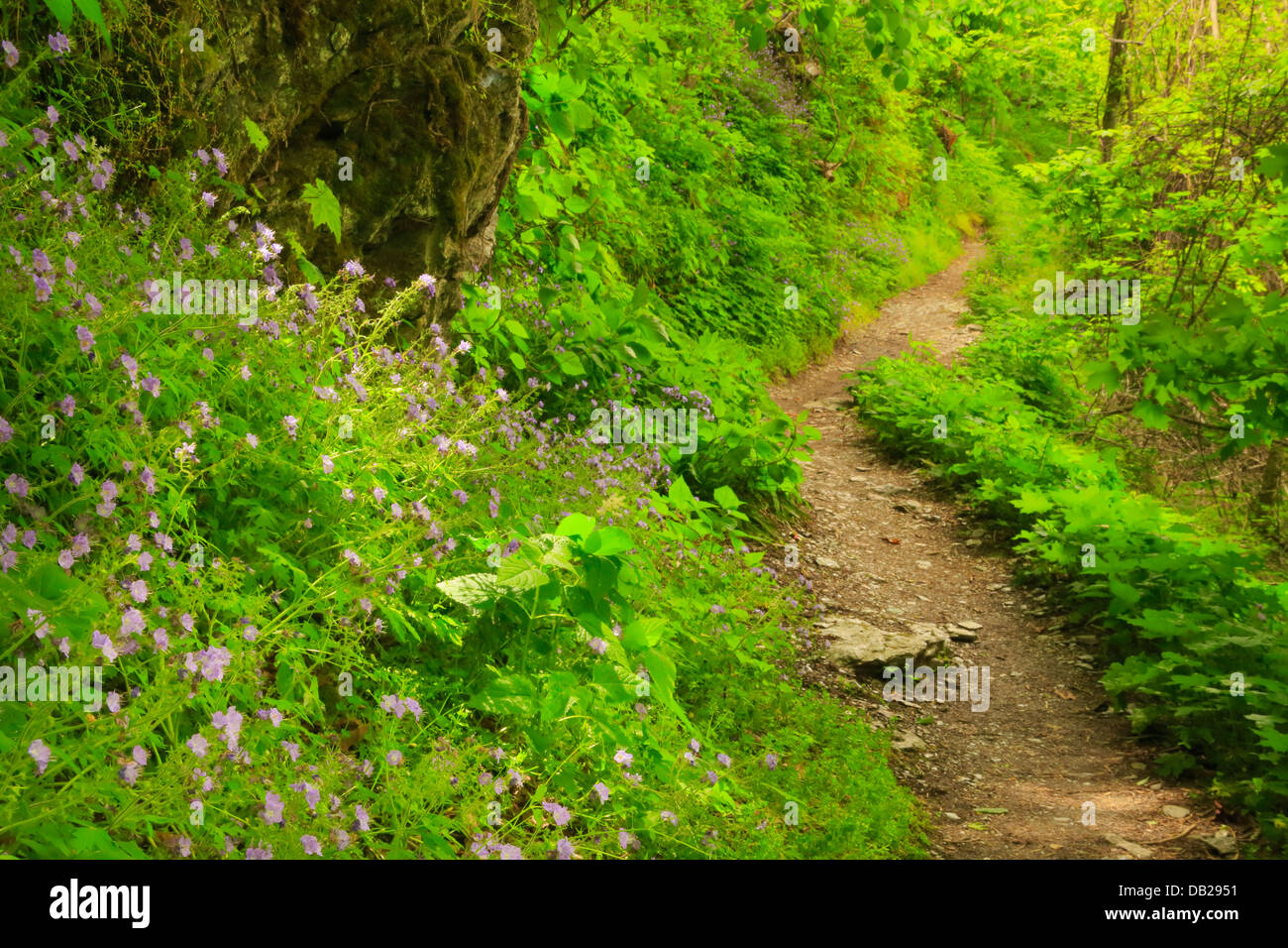 Chestnut Top Trail, Great Smoky Mountains National Park, Tennessee, USA ...