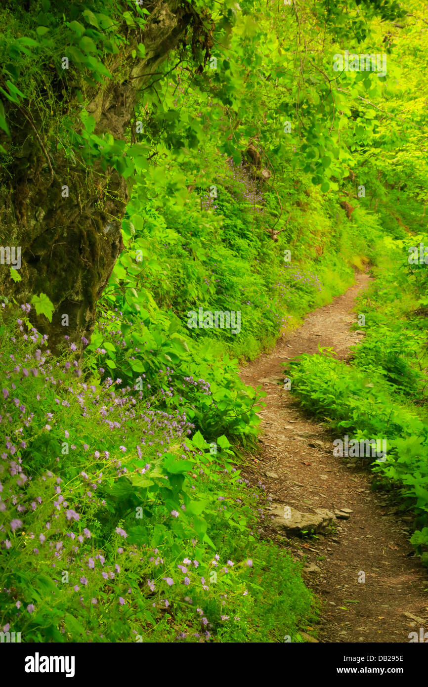 Chestnut Top Trail, Great Smoky Mountains National Park, Tennessee, USA ...