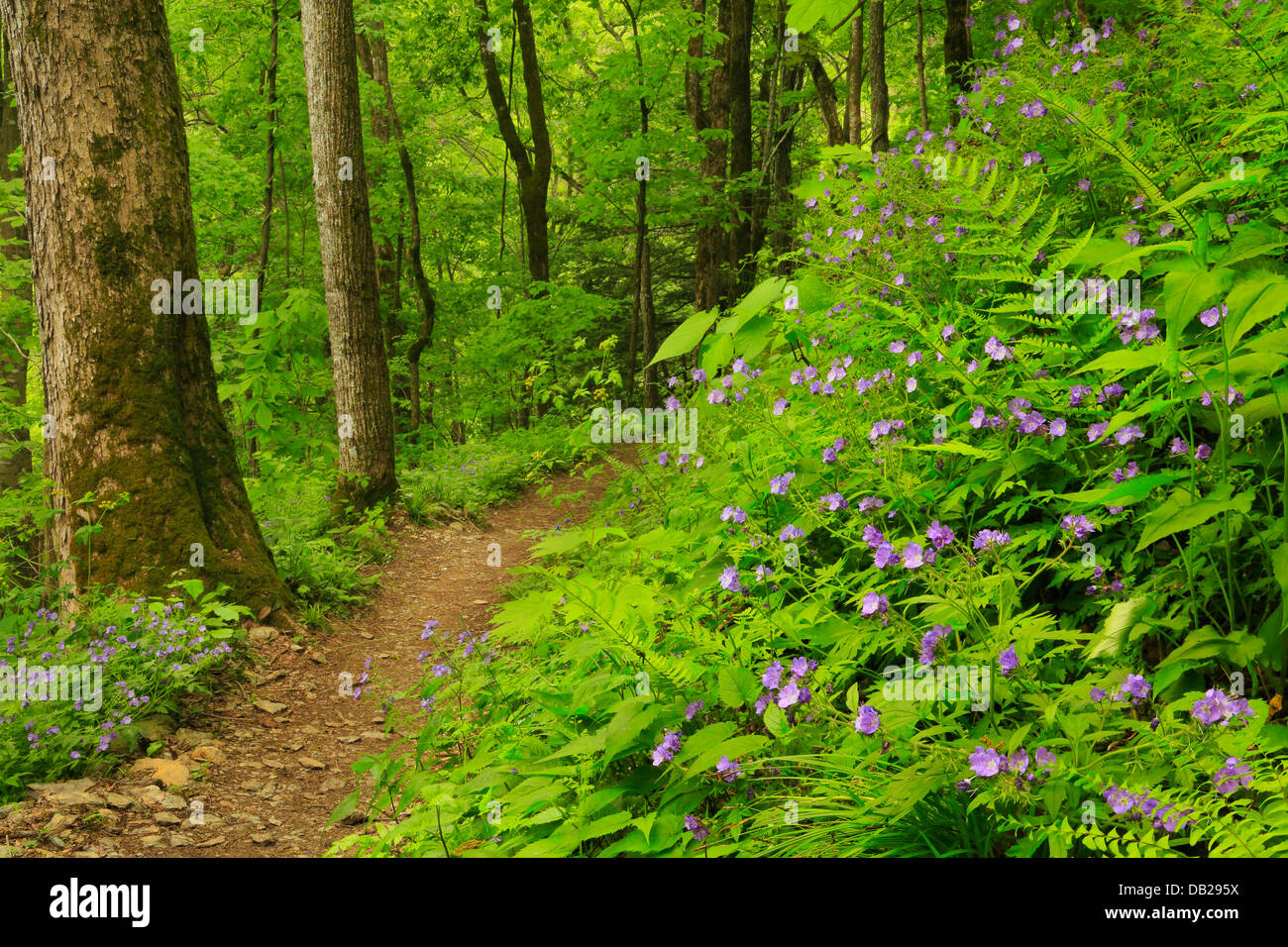 Chestnut top trail hi-res stock photography and images - Alamy