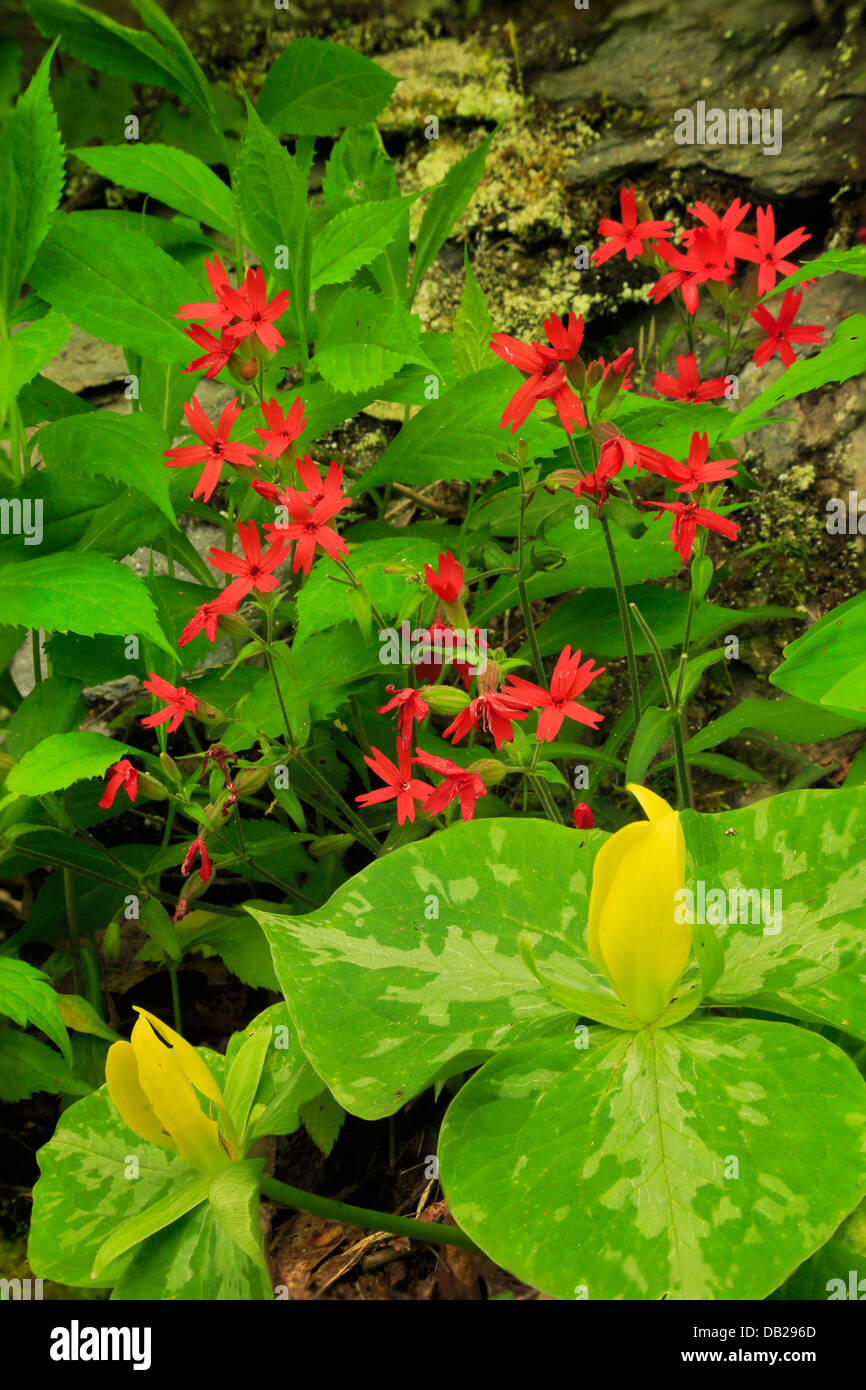 Yellow Trillium and Fire Pink, Chestnut Top Trail, Great Smoky ...