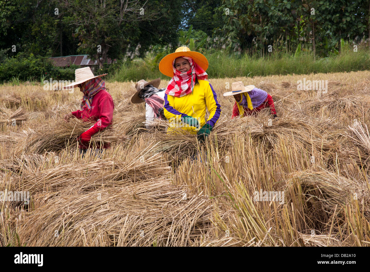 Women farm workers harvesting hay in Northern Thailand Stock Photo - Alamy
