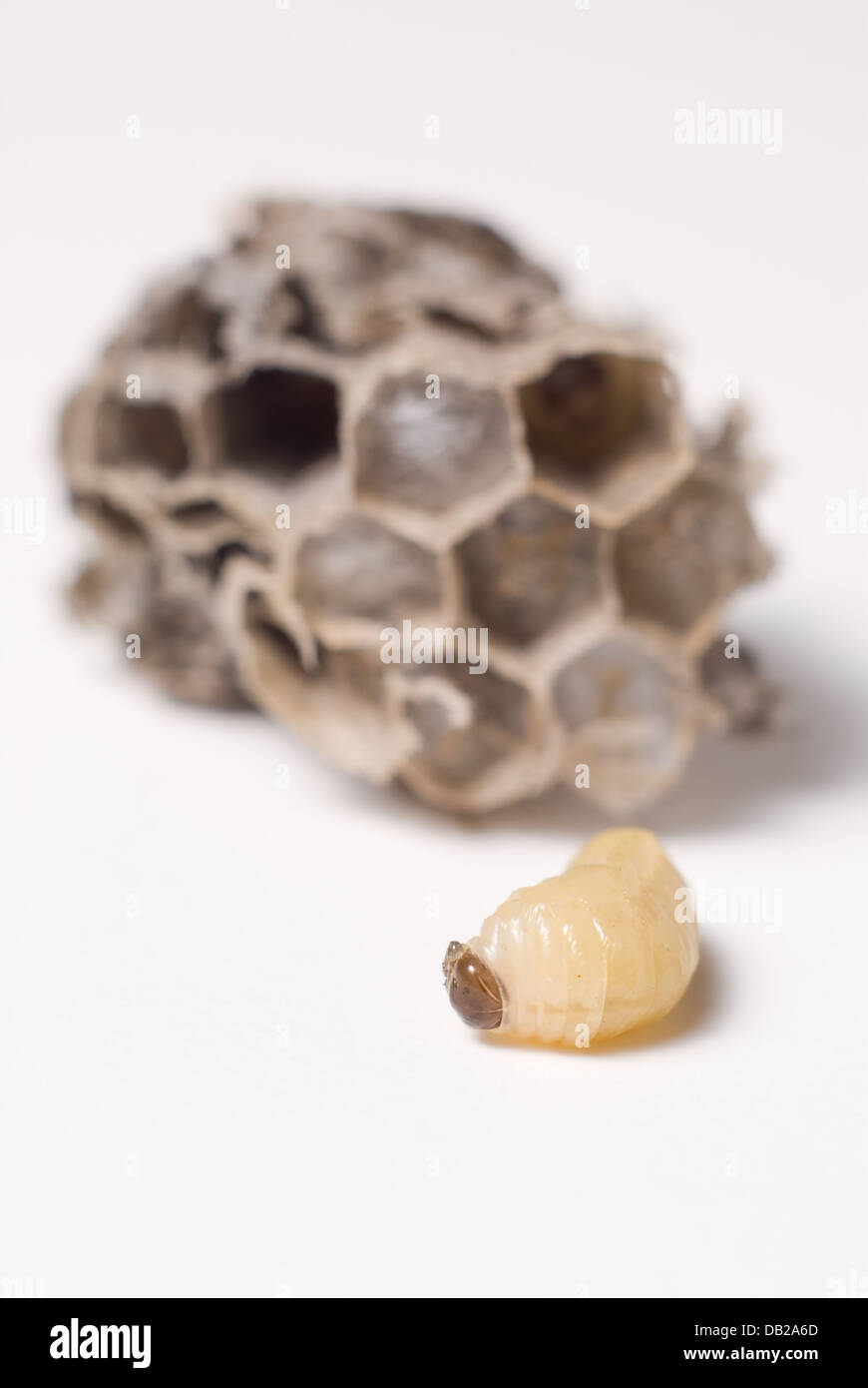 Wasp larva hi-res stock photography and images - Alamy