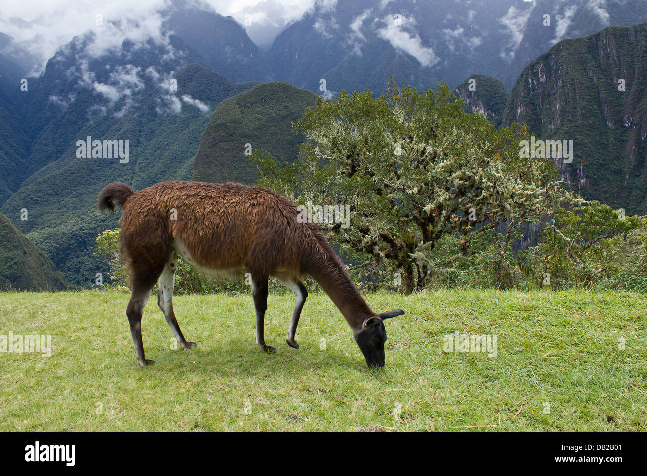 Peru sacred valley llama hi-res stock photography and images - Alamy