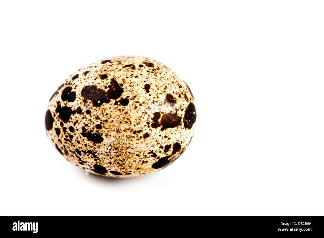 Intact egg shell hi-res stock photography and images - Alamy