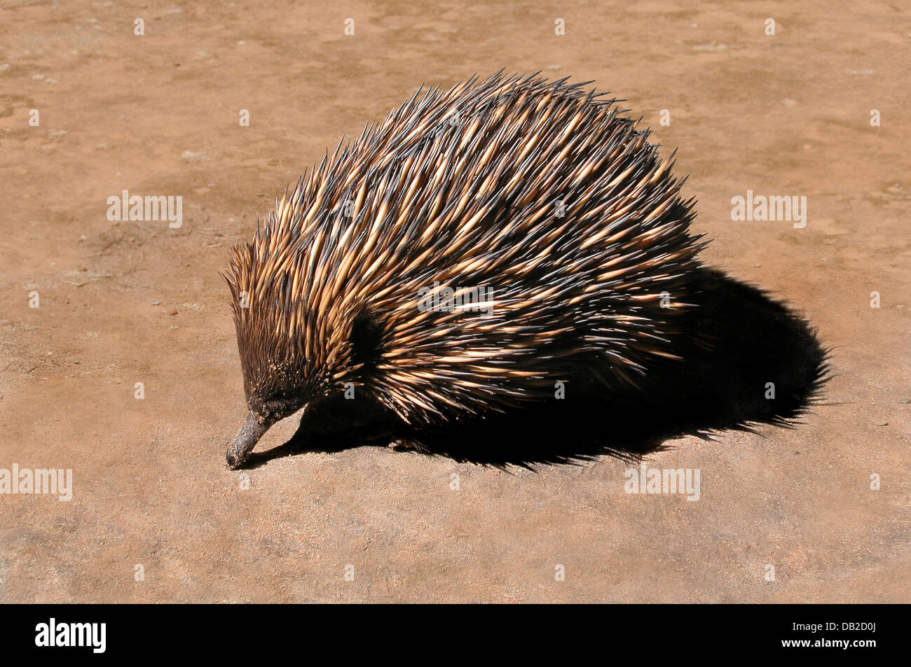 Australian Short-beaked Echidna 'tachyglossus aculeatus' native in ...