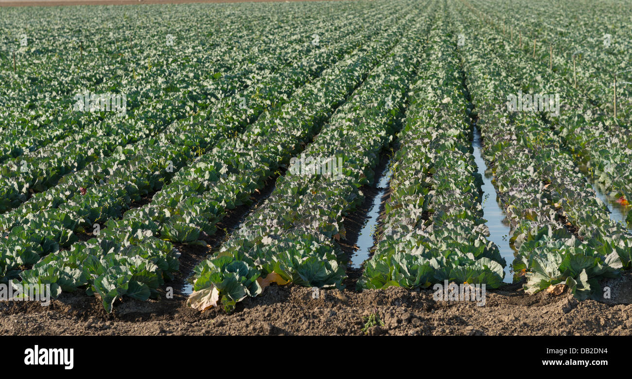 Rows of a cabbage crop in the field Stock Photo - Alamy