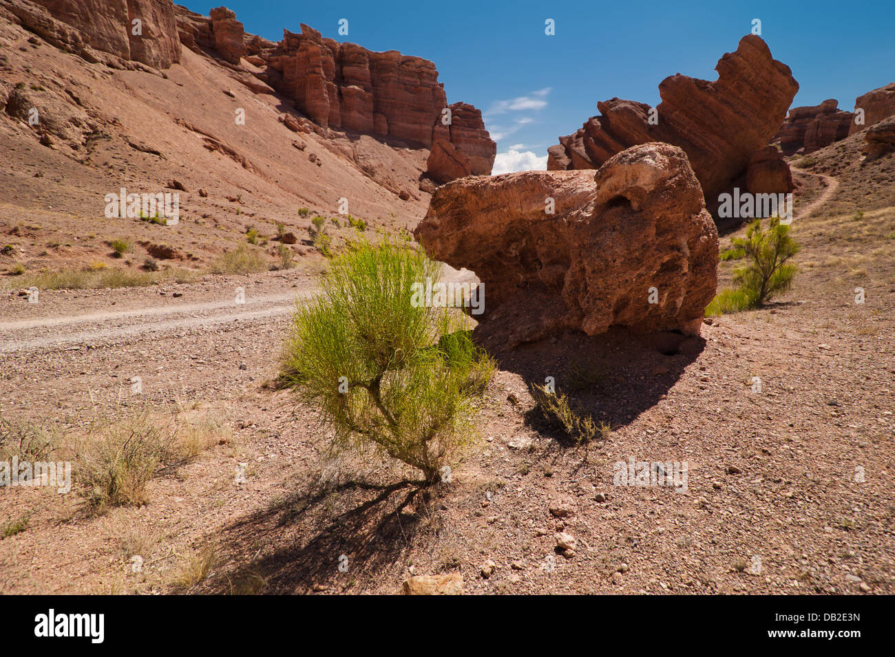 Desert plant shrub saxaul (haloxylon) growing among rock formations at ...