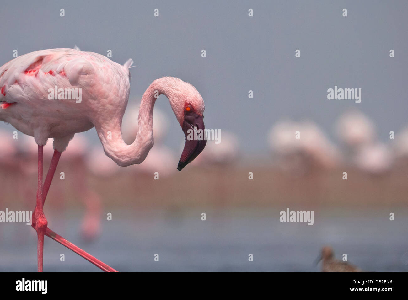 Lesser Flamingo (Phoenicopterus minor) foraging (DB2EPH - also ...